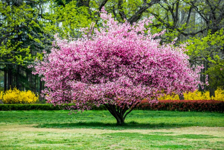 Top 10 Pink Flowering Trees in Florida | Gardening Villa